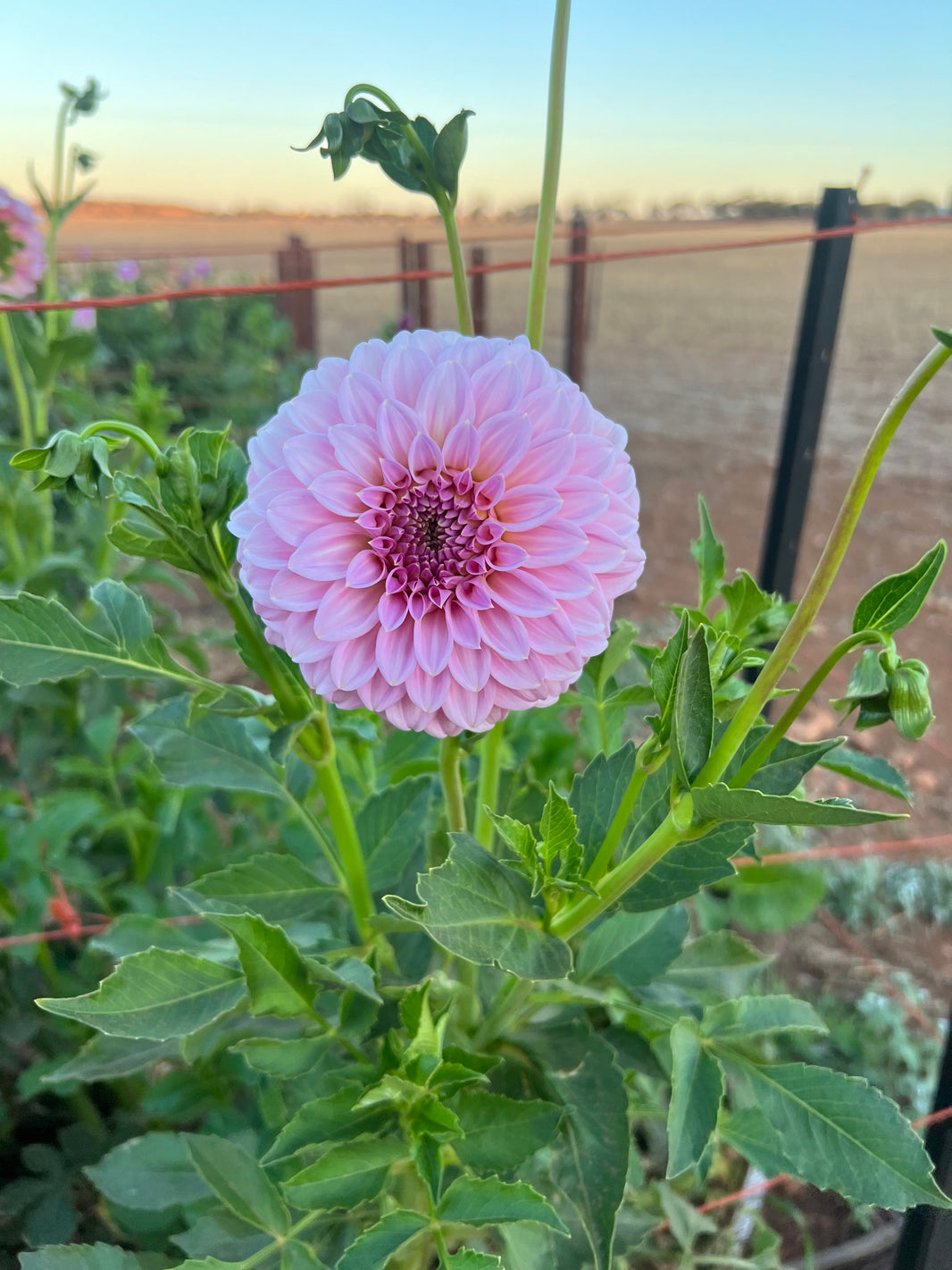 Dahlia Tubers – Reverie Flowers