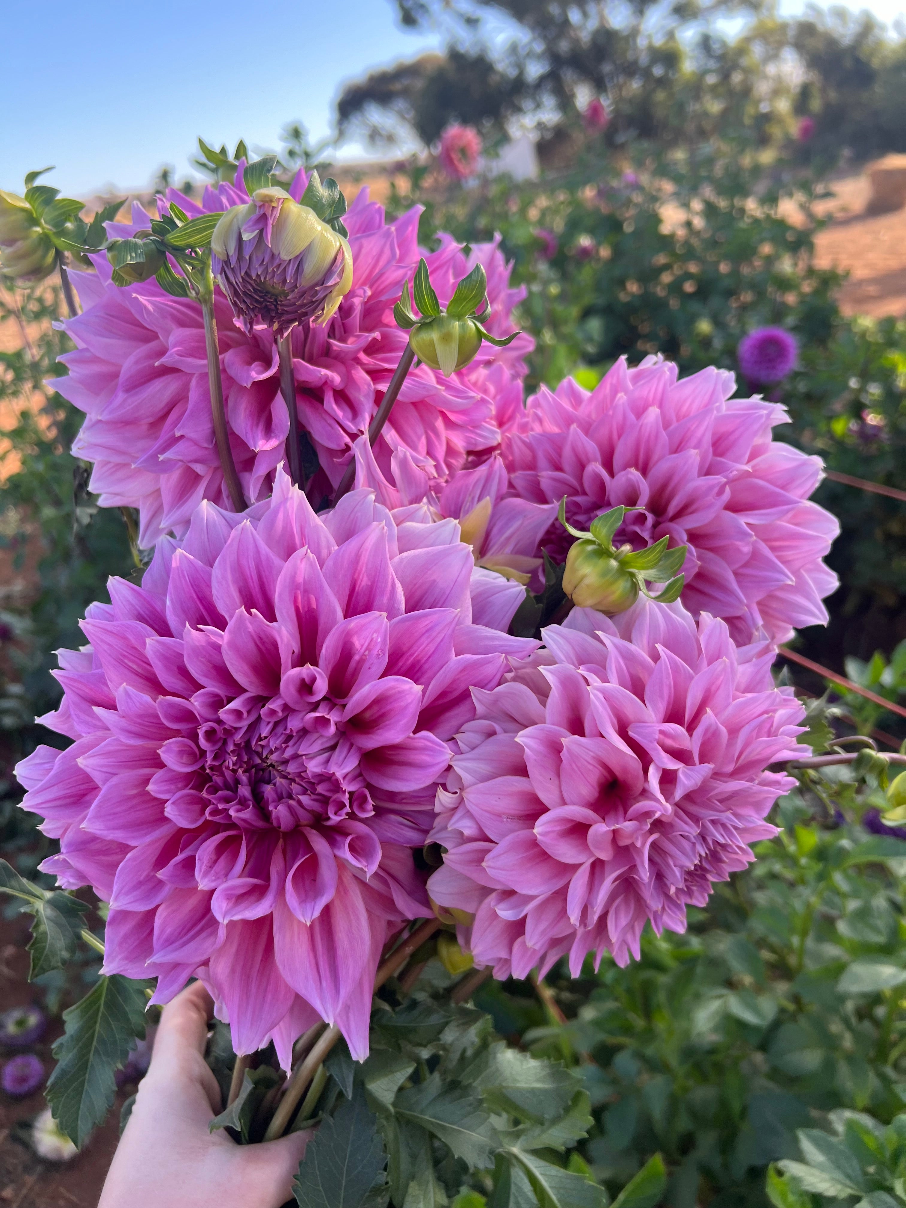 Formby Monarch – Reverie Flowers