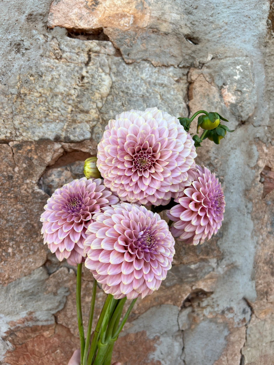Dahlia Tubers – Page 4 – Reverie Flowers