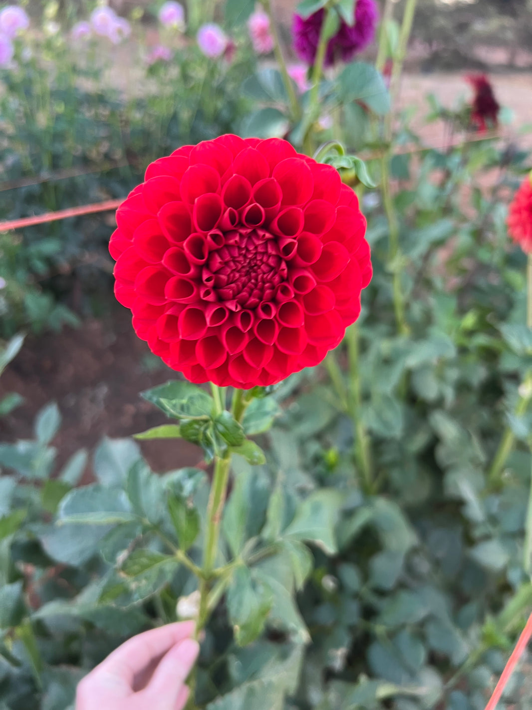 Dahlia Tubers – Page 4 – Reverie Flowers
